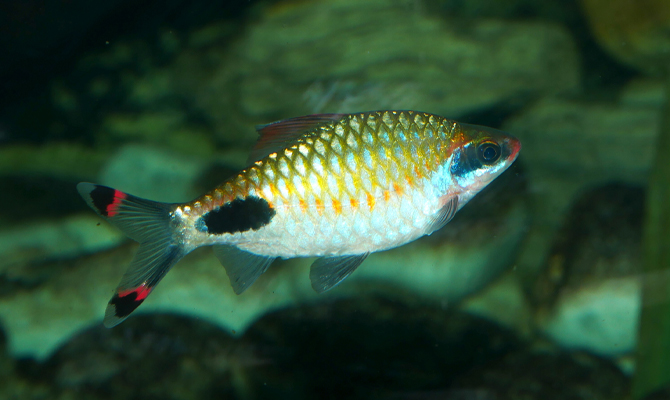 Welcom to PescinaIndica